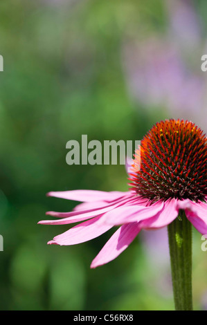 Purple coneflower, Echinacea purpurea Magnus in overgrowing garden ...