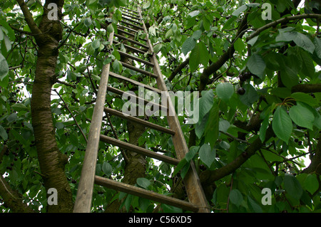 Ladders reaching up into black cherry trees in Basel, Switzerland Stock ...