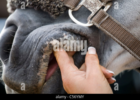 Grey horse melanoma, equine dermatological tumours, skin cancer melanin ...