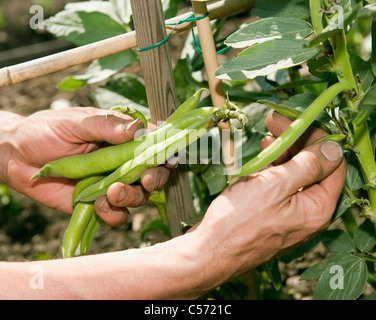 Hand Picking Fresh Green Beans For Sale at Farmer's Market Stock Photo ...