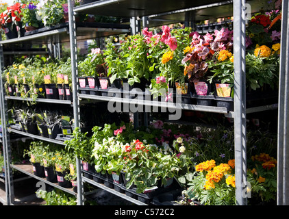 Small planting pots with plants on sale at the garden center Stock ...