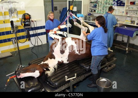 An anesthetized horse is being laid on an operating table Stock Photo ...