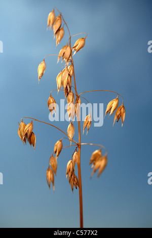 Oat panicle against blue sky Stock Photo - Alamy