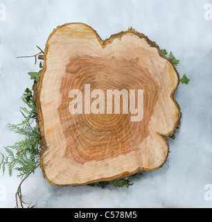Close-up of tree stump in park next to river during autumn Stock Photo ...