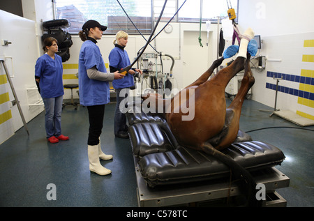 An anesthetized horse is being laid on an operating table Stock Photo ...