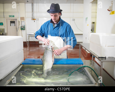 Wild Salmon processing, salmon factory, Alaska, USA, North America ...