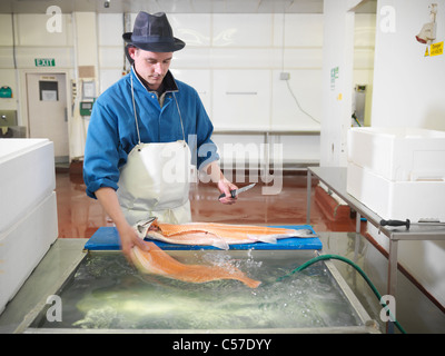 Wild Salmon processing, salmon factory, Alaska, USA, North America ...