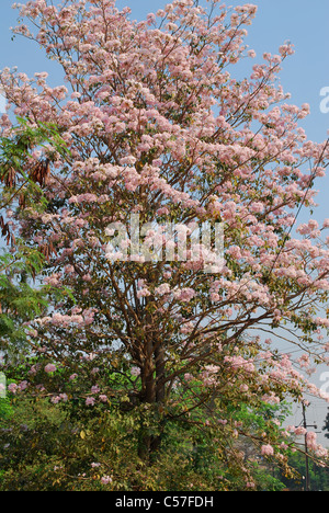 Pink Poui, Pink Tecoma, Rosy Tabebuia, Roble de Sabana, Maquilishuat ...