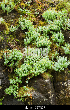Roseroot plants in flower on a rocky cliff edge in Scotland. UK Stock ...