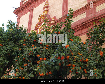 Seville orange trees in fruit in the city of Seville Sevilla Spain ...