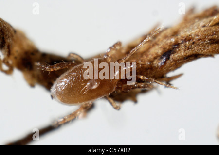 Predatory mite (Macrocheles robustulus) adult predator with phoretic ...