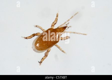 Predatory mite (Macrocheles robustulus) adult predator of thrips ...