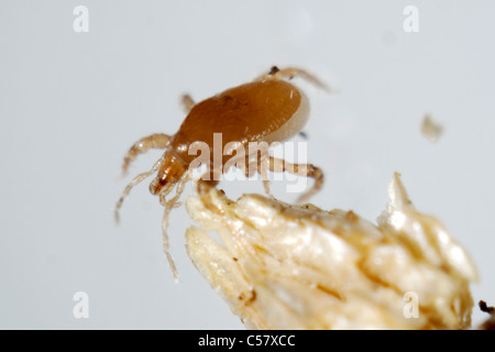 Predatory mite (Macrocheles robustulus) adult predator with phoretic ...
