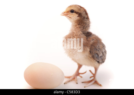 A 5-toed Silver Grey Dorking chicken cockerel, an endangered maintained ...