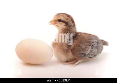 A 5-toed Silver Grey Dorking chicken cockerel, an endangered maintained ...