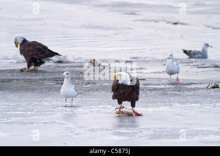 Bald Eagle with a fish for food @ Farmington Bay Utah winter time Stock ...