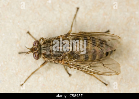 female Savannah Tsetse fly (Glossina morsitans morsitans) giving birth ...