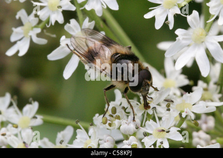Bee Mimic Hoverfly Cheilosia illustrata Stock Photo - Alamy