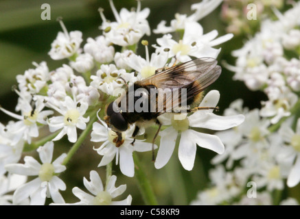 Bee Mimic Hoverfly Cheilosia illustrata Stock Photo - Alamy