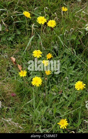 Bristly Hawkbit, Common Hawkbit, Rough Hawkbit, Leontodon hispidus ...
