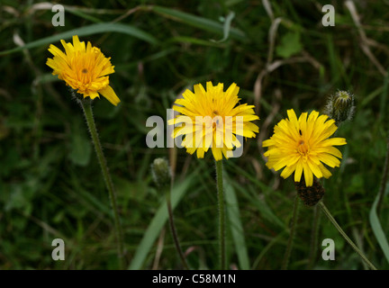 Bristly Hawkbit, Common Hawkbit, Rough Hawkbit, Leontodon hispidus ...