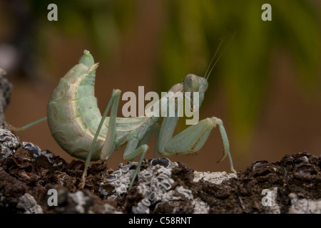 European Dwarf Mantis (Ameles spallanzania), female Stock Photo - Alamy