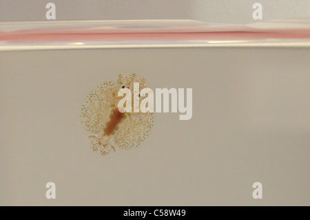 Fish louse (Argulus sp Stock Photo - Alamy
