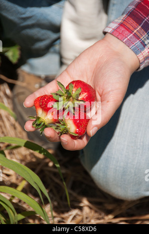 Hand holding a freshly picked strawberry outdoors, symbolizing a ...