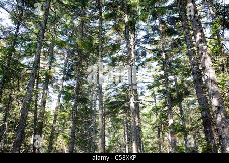 Nancy Brook Scenic Area - Old-Growth Forest in the White Mountain ...