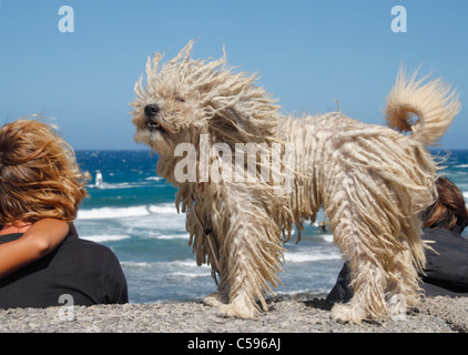 Puli breed of dog - also known as Hungarian Water dog - with it's ...