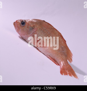 Cut out: Redfish Stock Photo - Alamy