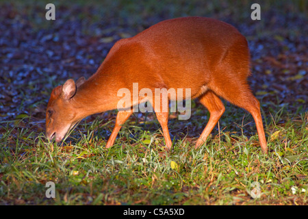 Grazing Red forest duiker or Natal duiker antelope (Cephalophus ...