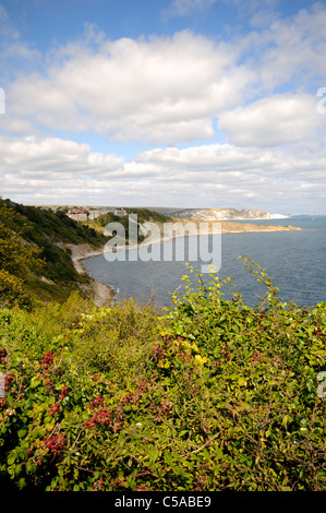 Durlston Bay Swanage Dorset England uk Stock Photo - Alamy