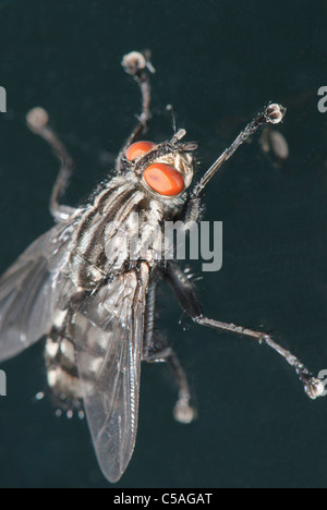 Fly sitting on the window on the glass in a white round halo, insect ...