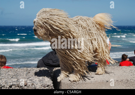 Puli breed of dog - also known as Hungarian Water dog - with it's ...