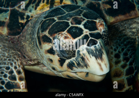 Hawksbill Turtle head shot Stock Photo - Alamy