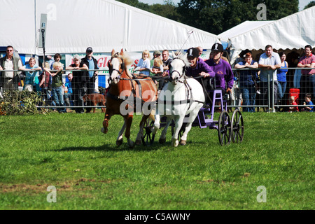 Scurry racing at Country show at Tabley show ground Cheshire UK Stock ...