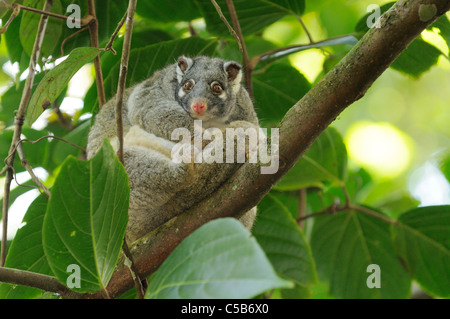 Green Ringtail Possum Pseudocheirus archeri Female with baby in pouch ...