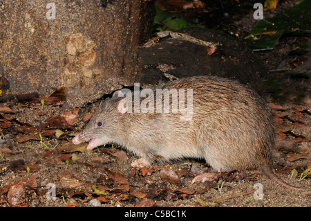 Northern brown bandicoot (Isoodon macrourus) scavenging around a ...