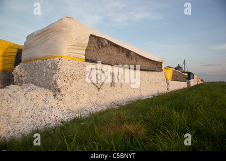 Large cotton bales covered with yellow tarps sit in a cotton field in ...