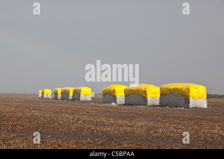 Large cotton bales covered with yellow tarps sit in a cotton field in ...