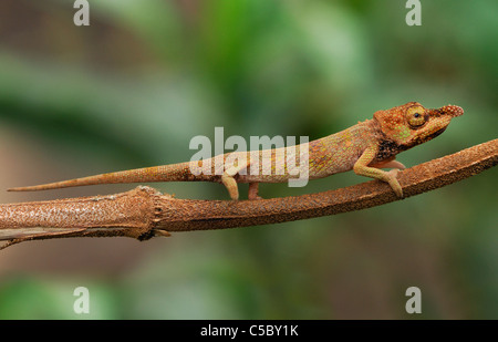 Female Lance-nosed Chameleon (Calumma gallus) in the Madagascar ...