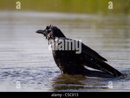 A Crow taking a bath Stock Photo - Alamy