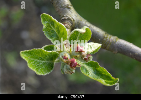 Buds on an apple fruit tree swelling in early spring before the leaves ...