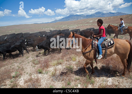 Nevada Cattle Ranch Stock Photo - Alamy