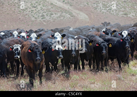 Nevada Cattle Ranch Stock Photo - Alamy