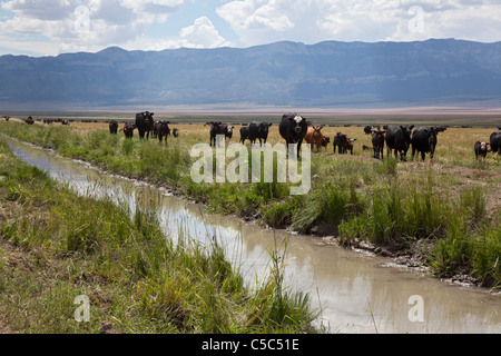 Nevada Cattle Ranch Stock Photo - Alamy