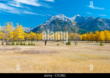 Aspens In A Meadow In Banff National Park; Banff, Alberta, Canada Stock ...