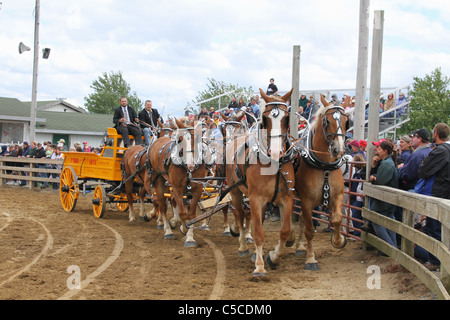 Draft Horses Pulling A Wagon. Workhorses with harnesses Stock Photo - Alamy