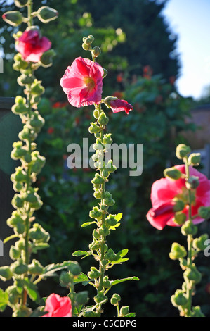 Hollyhocks in bloom in a garden Stock Photo - Alamy